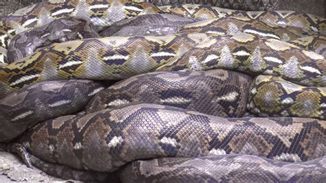 Large Reticulated Pythonpython Reticulatus Resting Hd Stock Footage