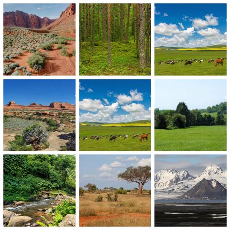 Temperate Grasslands Biome Location Climate Plants