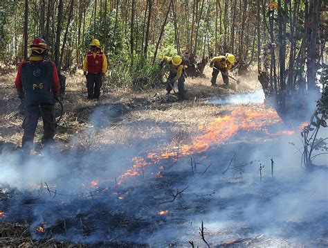 Conaf Destacó Disminución De La Superficie Afectada Por Incendios
