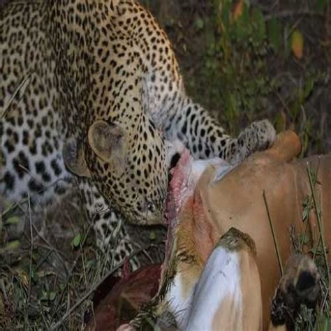 Leopard2 Object Detection Model By Workspace1