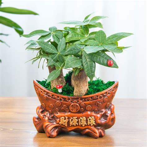发财树盆栽图片寓意植物第10页大山谷图库