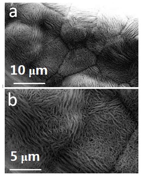 Polypyrrole Coated Ni Co S Nanoneedle Array Composite Material And Preparation Method And