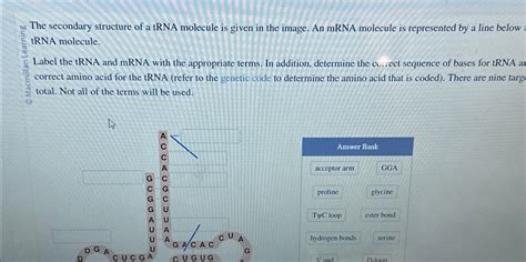 Solved The Secondary Structure Of A Trna Molecule Is Given
