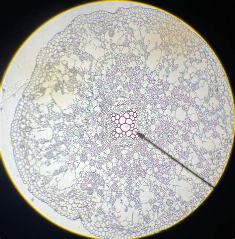 Lab Exam Ii Parts Of A Eudicot Root Ranunculus Root Diagram Quizlet