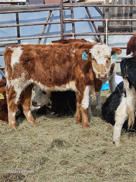 Мал аж ахуйн тоног Мал аж ахуйн тоног төхөөрөмж худалдаа