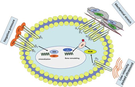 Integrins Mediate Physical Factors To Regulate Bone Metabolism Download Scientific Diagram