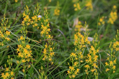 キンコウカ白馬八方尾根四季の山野草