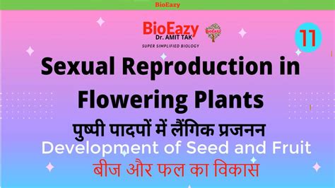 Sexual Reproduction In Flowering Plants Seed Fruit Apomixes