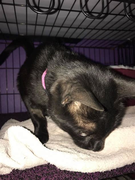 This Beautiful Black Female Cat Is The Cat Shack Cc Facebook