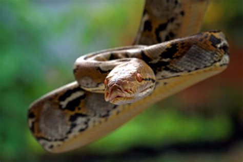 Meet The Reticulated Python World S Longest Snake