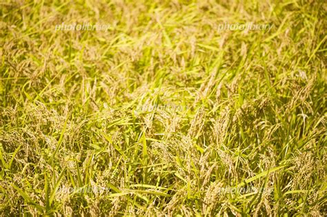 もち米の稲穂 写真素材 3579232 フォトライブラリー