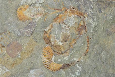 1 Carpoid Dendrocystites Fossil Morocco 102846 For Sale