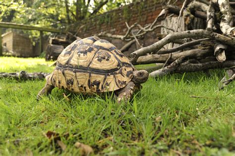How To Hibernate Your Tortoise Blue Cross