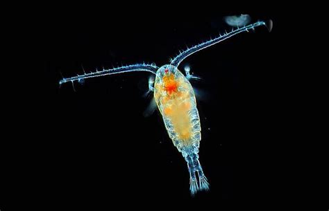 What Are Plankton Deep Sea Plankton Ocean Ecosystem