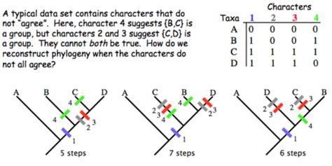 Chapter 25 Biological Science 7e Phylogenies And The Tree Of Life Flashcards Quizlet