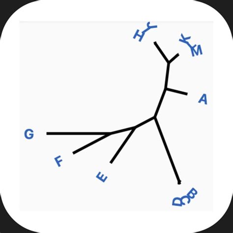 Phylogenetic Tree Draw By Sigmar Stefansson