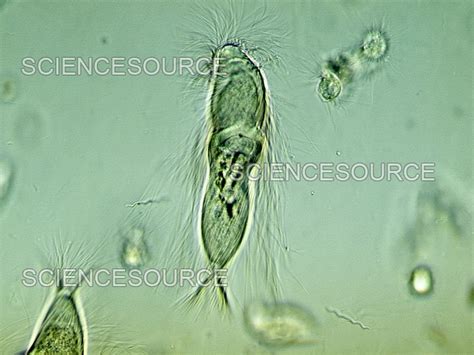 Trichonympha Under Microscope