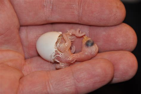 Does The Embryo Need Help Hatching Dmp Engineering