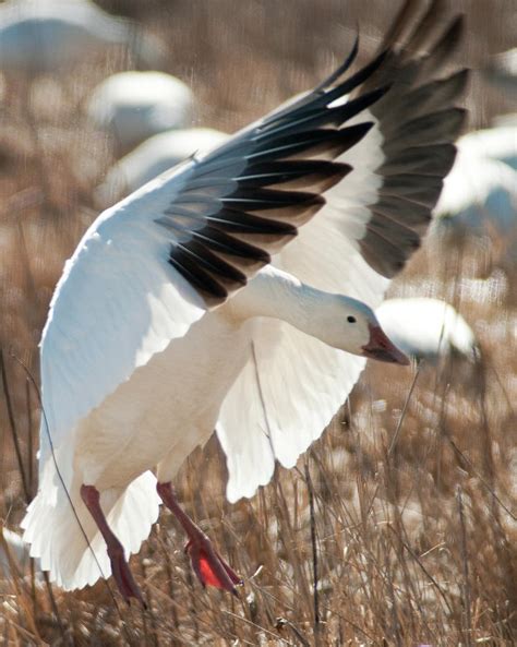 The Landing Photograph By Craig Leaper Pixels