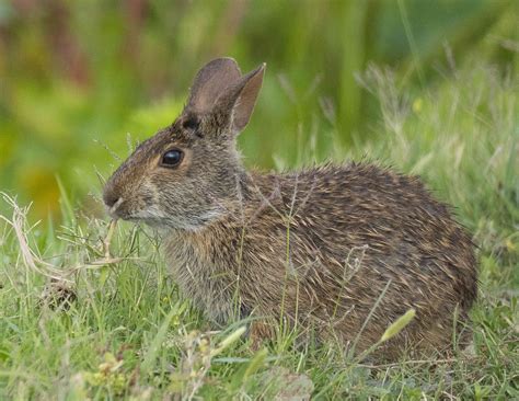 12 Amazing Animals That Thrive In Swamps