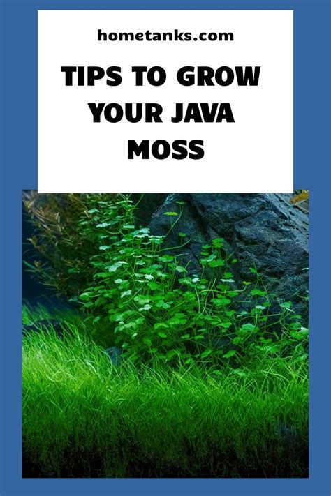 How To Grow Java Moss Faster Tips To Grow Java Moss Faster Artofit