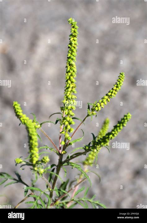 Ambrosia Artemisiifolia Pollen