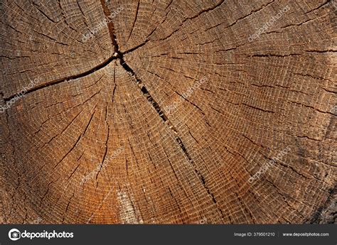 Old Wooden Tree Cut Surface Detailed Tones Felled Tree Trunk Stock Photo By Miriristic Gmail