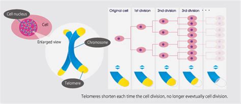 Defytime Science Japan