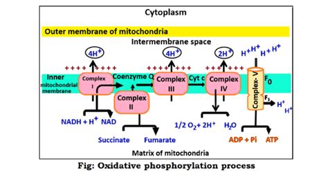 Oxidative Phosphorylation Definition Steps And Features Sciencequery