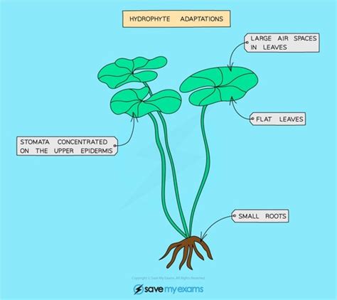 Variation And Selection Flashcards Quizlet