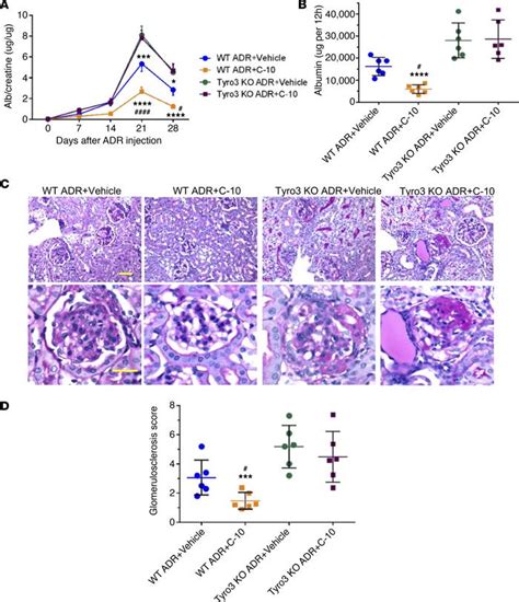 Jci Insight Tyro3 Agonist As Therapy For Glomerular Disease