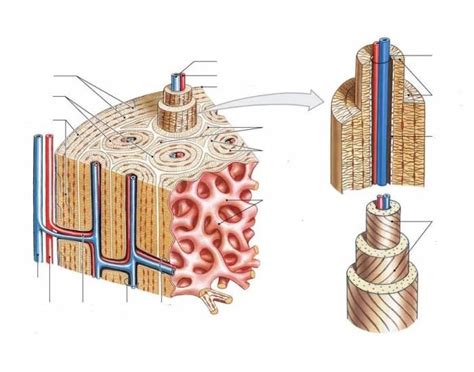 Osteon Structure Labeling Quiz