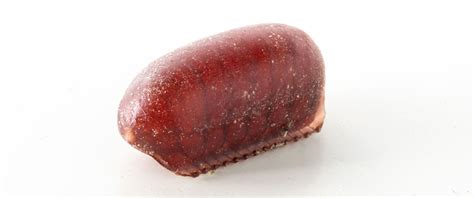Guide To Cockroach Eggs Size Appearance And Frequency Ecoguard