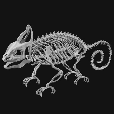 Chameleon Skeleton 3d Model Low Poly