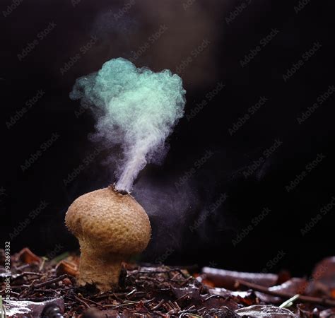 Puffball Mushroom Smoke