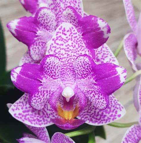 Phal. Hualien Pink Galaxy '272' (peloric) 2.5'' УЦЕНКА (механическое ...