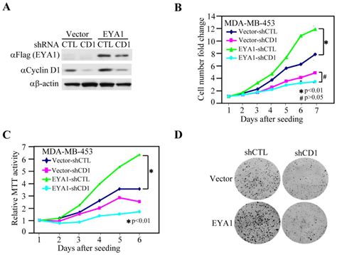 Eya1 Phosphatase Function Is Essential To Drive Breast Cancer Cell Proliferation Through Cyclin