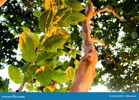 Low Angle Of A Branch Of A Tree Stock Image Image Of Growth Recreational 233662955