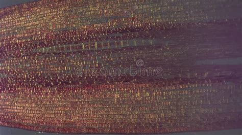 Longitudinal Section Cut Of Root Tip Of Plant Under The Microscope