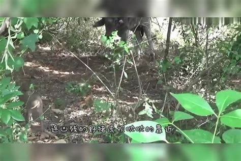 水牛被困一月之久，饿成皮包骨，绝望之际被人发现水牛
