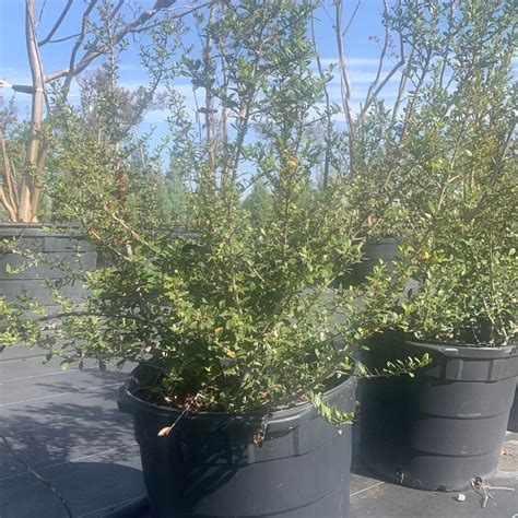 Holly Yaupon Pride Of Houston Texas Tree Farms