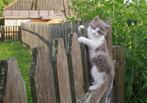 ЯндексФотки Котенок Милые котики Очаровательные котята