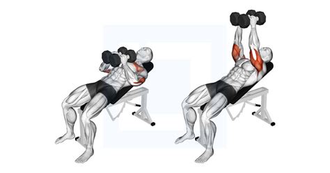 Dumbbell Seated Curl Guide Benefits And Form