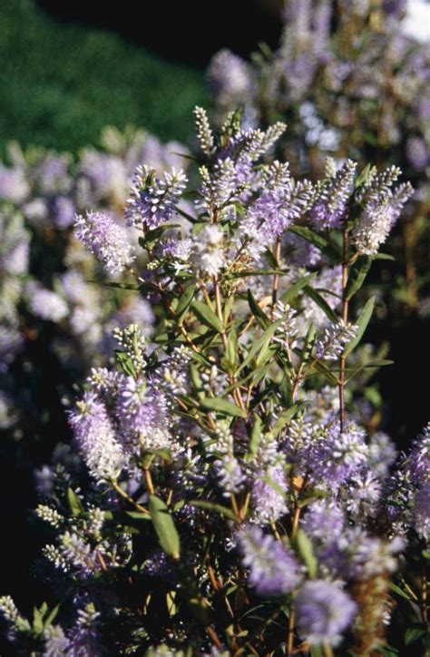 Hebe Blue Clouds Hebe Blue Clouds Shrubs RHS
