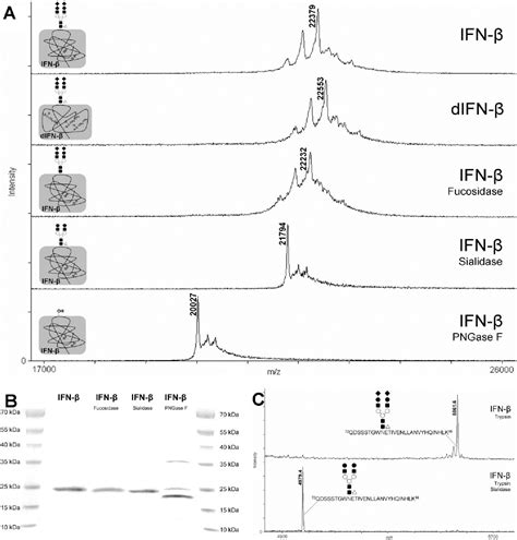 Figure 2 From The Function Of The Human Interferon Cid1 1a Glycan Determined In Vivo