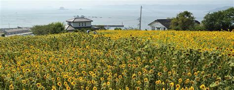 南三陸町海の見えるひまわり畑