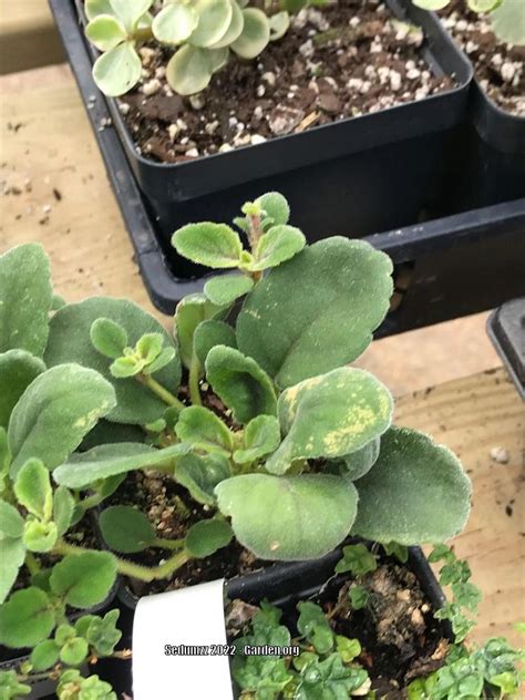 Photo Of The Entire Plant Of Lace Flower Alsobia Dianthiflora Posted