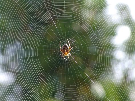 Spiders Control Pointe Pest Control