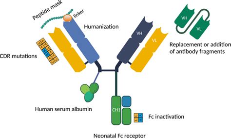 Graphic Summary Of Antibody Format Engineering Including Variable Download Scientific Diagram
