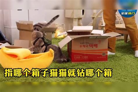 让猫猫钻进纸箱子的简单方法，这个方法太绝了箱子方法猫猫